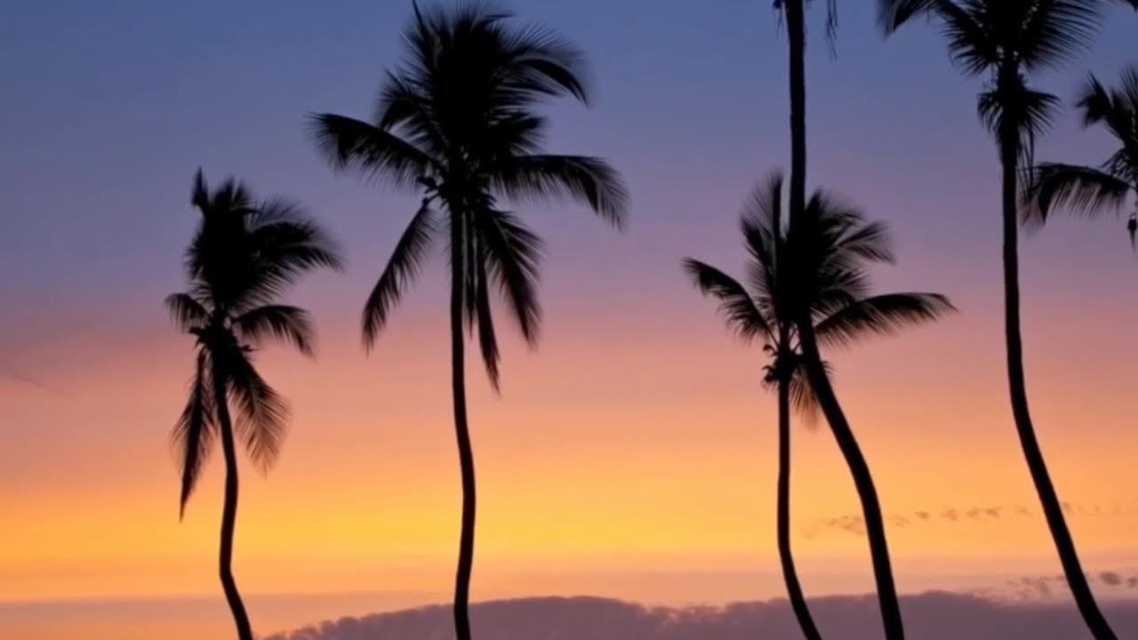 SUNSET PALM TREES View Background Screensaver Video Effect -PALM TREES Background