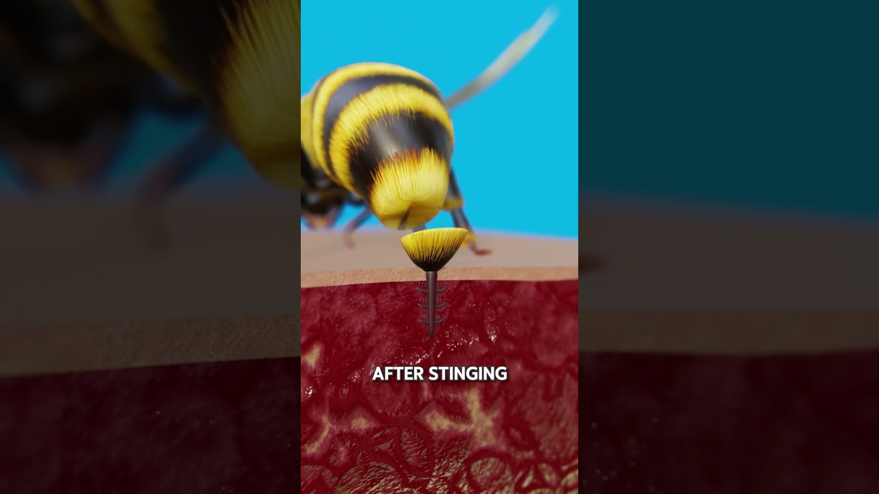 What Really Happens When a Bee Stings You