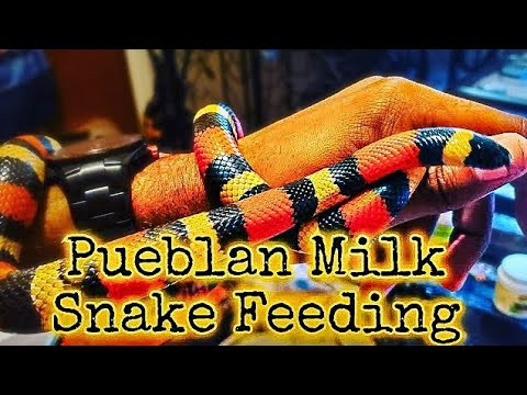 Pueblan Milksnake feeding!