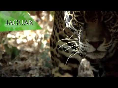 Antigua Ciudad Maya y Bosques Tropicales Protegidos de Calakmul ...