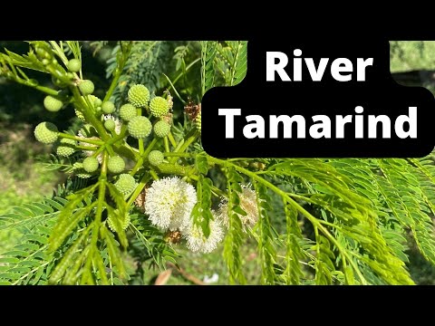 River Tamarind. Two from seed and one collected. False Tamarind, Lysiloma latisiliquum, ipil ipil.