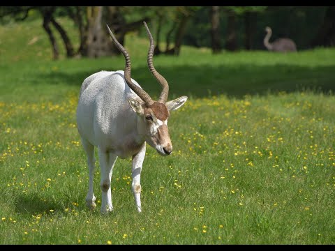 13 Endangered Addax Facts