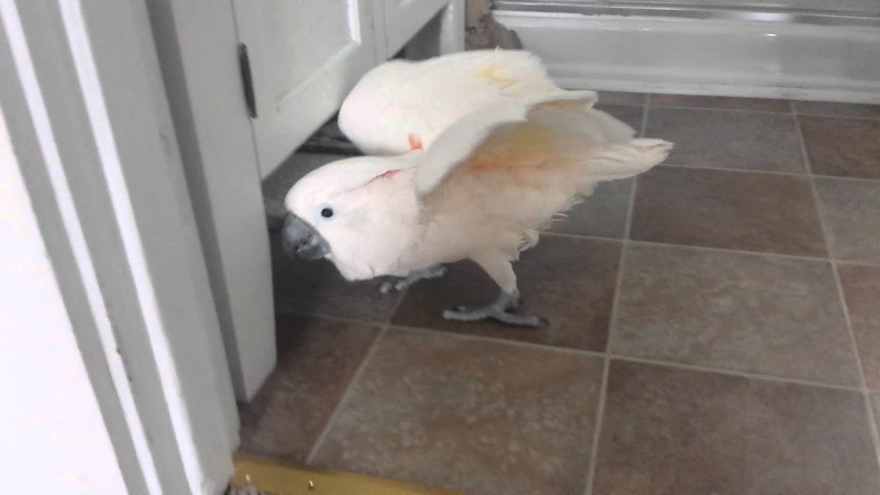 (VIDEO) Watch This Cockatoo Hilariously Tell Dad About the Cat – You ...