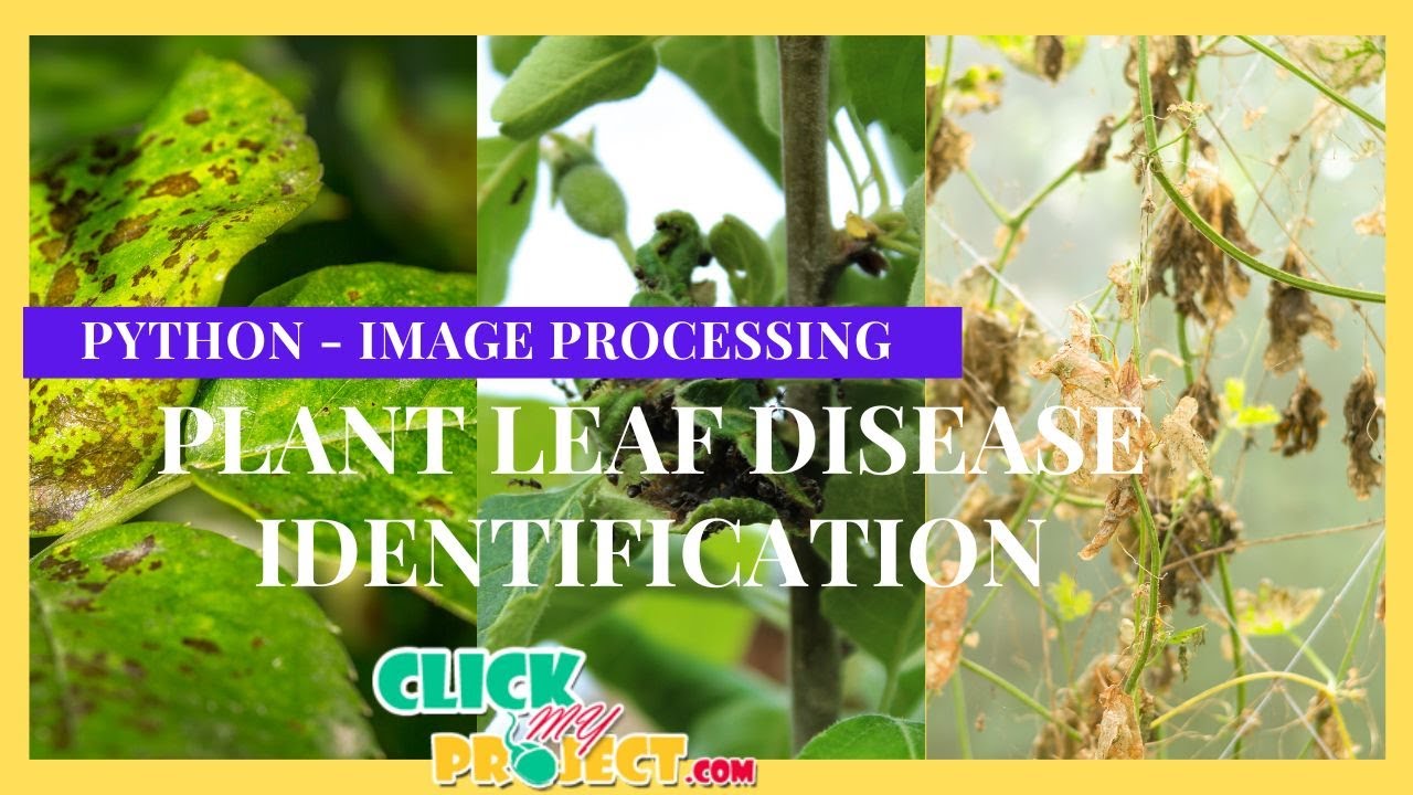 Python Image Processing Project - Agricultural Plant Leaf Disease Identification - ClickMyProject
