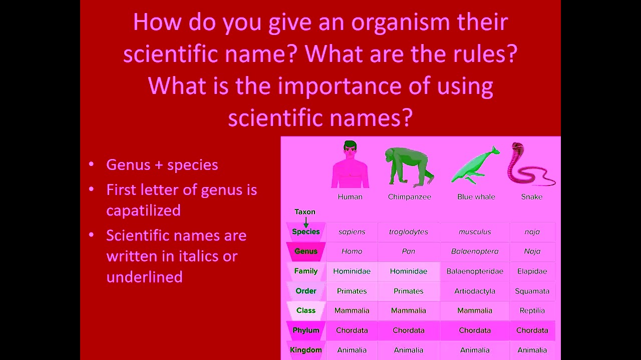 Unit 8 Study Guide Review Video