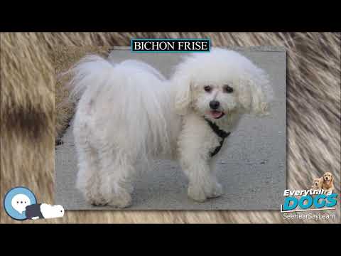 Bichon Frise 🐶🐾 Everything Dog Breeds 🐾🐶