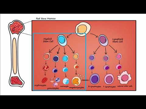 Leukemia - Overview