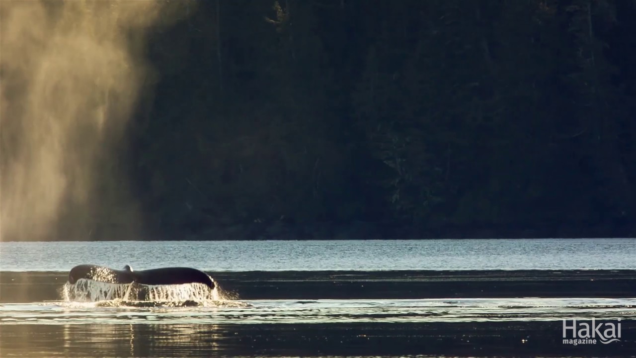 Humpback Whales on the BC Coast