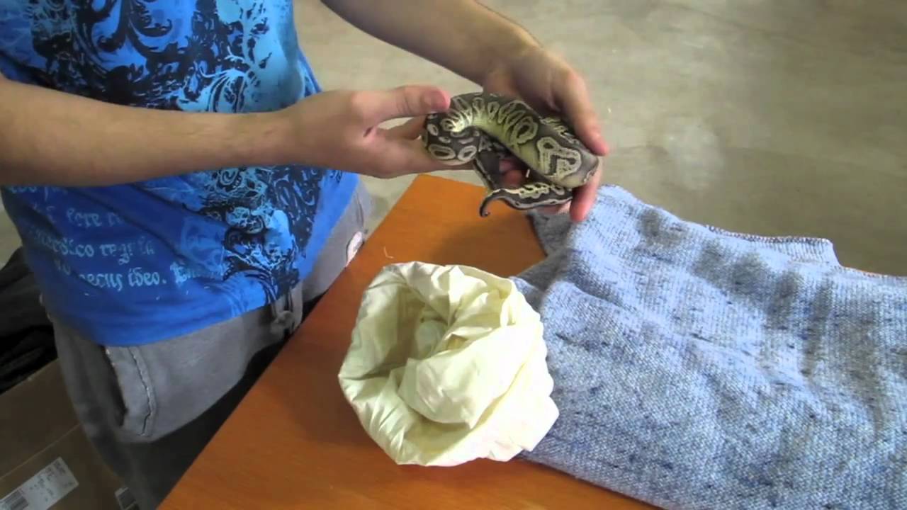 Black Pewter Ball Python Unboxing