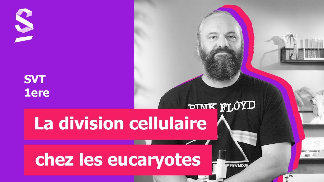La division cellulaire chez les eucaryotes - SVT - 1ere