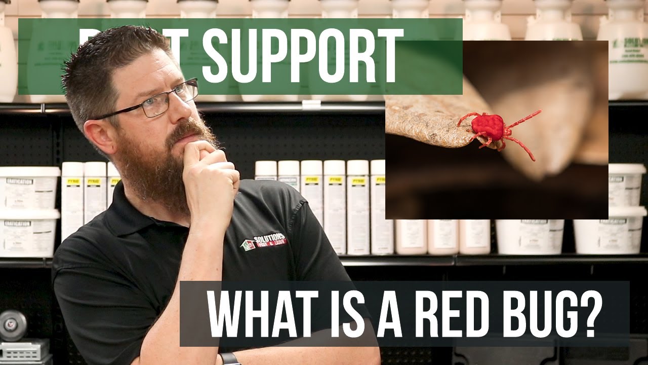 What is a Red Bug? | Pest Support