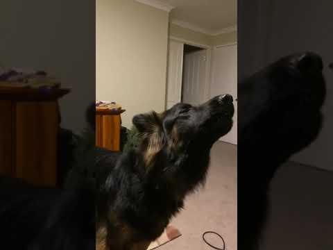 dog freaks out hearing himself through a vocoder😱