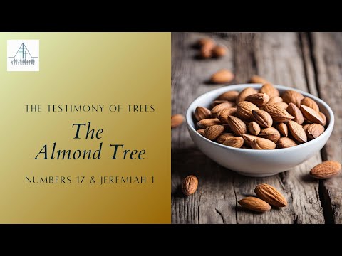 The Almond Tree – Tawa Baptist