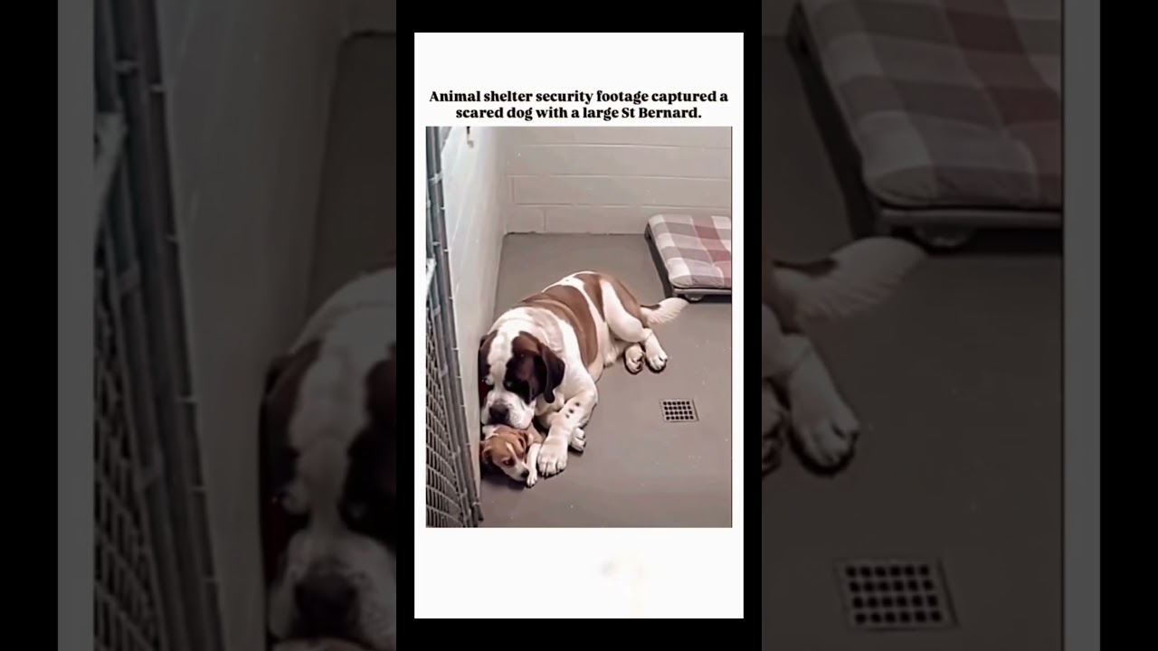 Security cameras saw this happen in the animal shelter #shorts #alternative #music #rockmusic