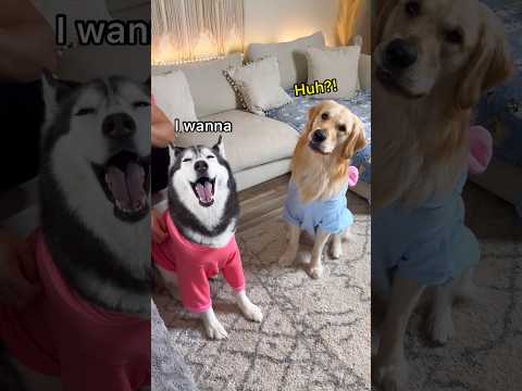 Husky Vs Golden Retriever