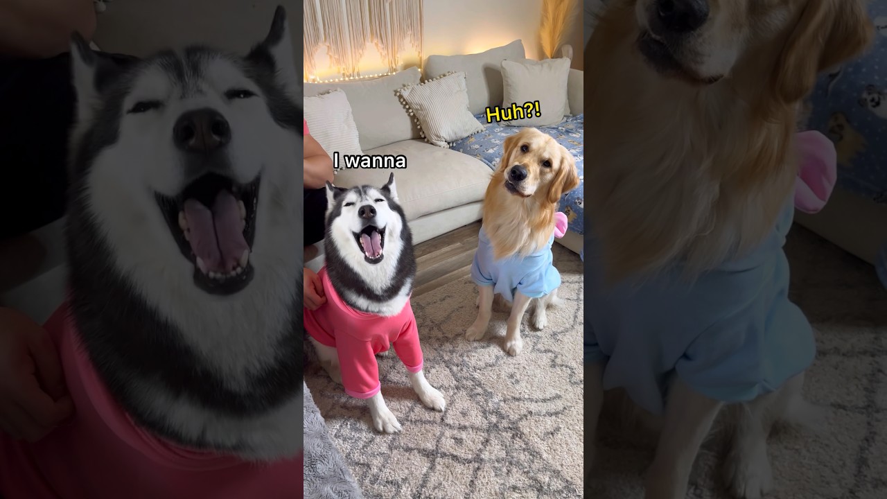 Husky Vs Golden Retriever