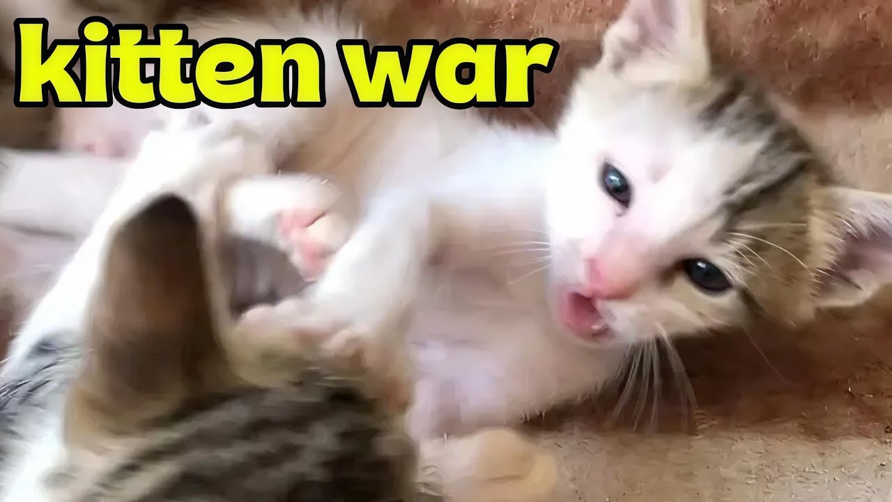 Cute Kittens Fighting & Playing | HD 1440p Kitten Chaos #cat #catvideos #kittenfight 