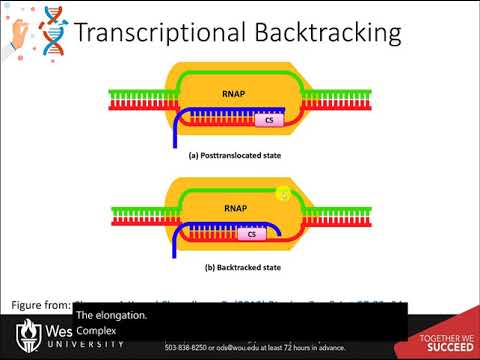 CH450 Chapter 10.4 Transcription Elongation and Termination
