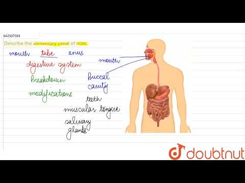 Describe the alimentary canal of man. | 10 | LIFE PROCESSES | BIOLOGY | NCERT EXEMPLAR ENGLISH |...
