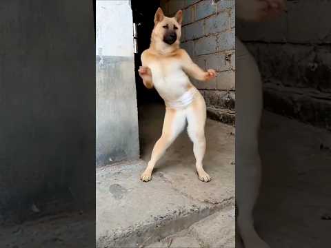 Dog khaega to yah dance Karke dikha 🤭#dog #shorts