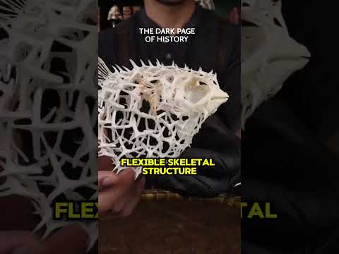 Do Pufferfish Have Bones? The Truth Inside Their Spiky Bodies