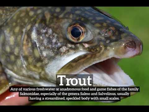 What is Trout? | How Does Trout Look? | How to Say Trout in English?