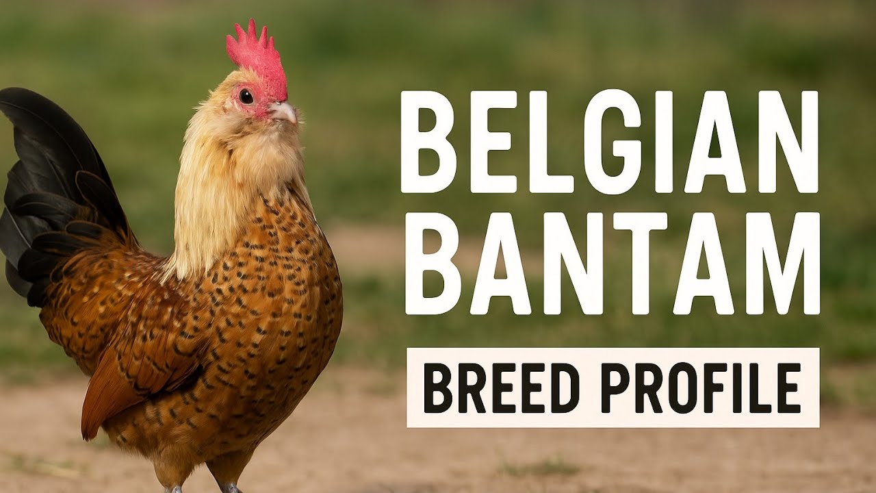 Chicken Breed Profile - The Belgian Bantam (Bearded Belgian Bantam)
