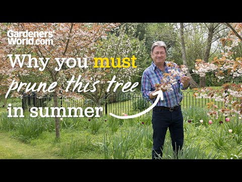 Avoid SILVER LEAF DISEASE when pruning cherry trees with Alan's top tips