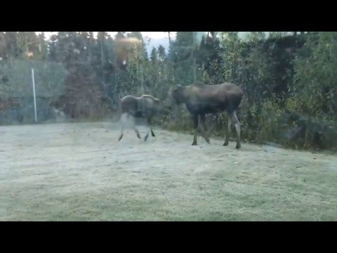 The Playful Moose – Lee Duigon