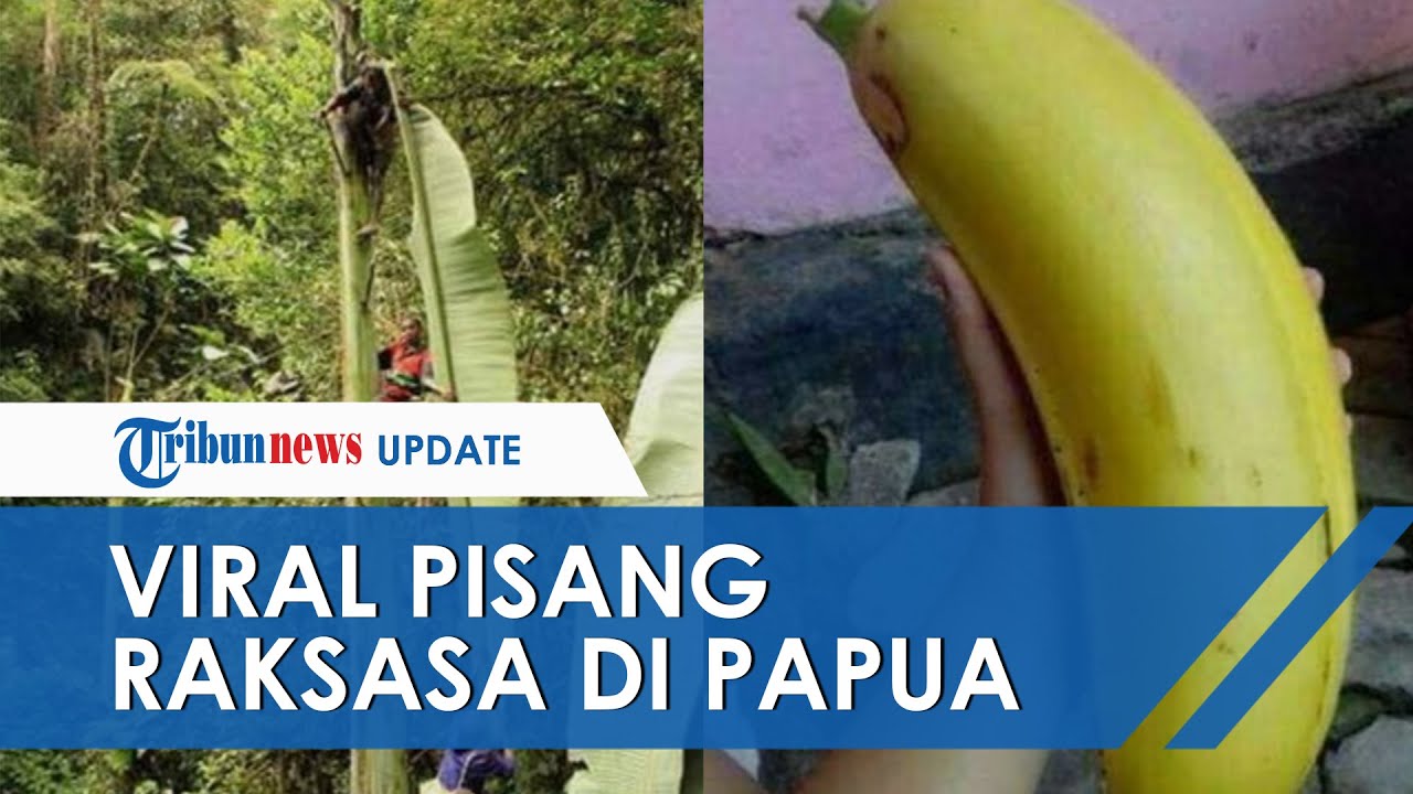 Ini Penjelasan LIPI soal Viral Foto Pohon dan Buah Pisang Raksasa Musa ...