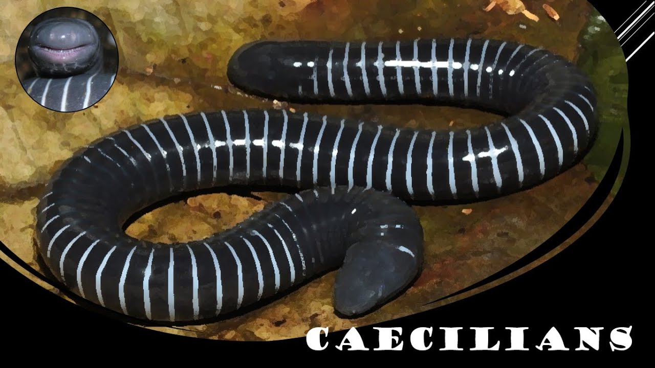 Caecilians: Weird and Wonderful