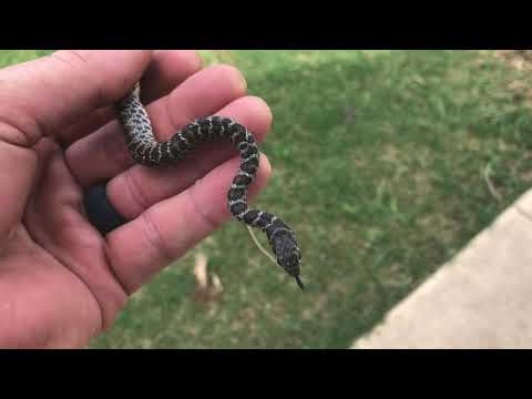 Harmless Eastern Yellow-bellied Racer