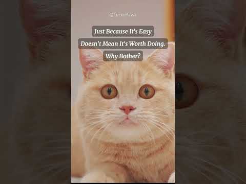 πQuote of the Day - #funny #cat #memes