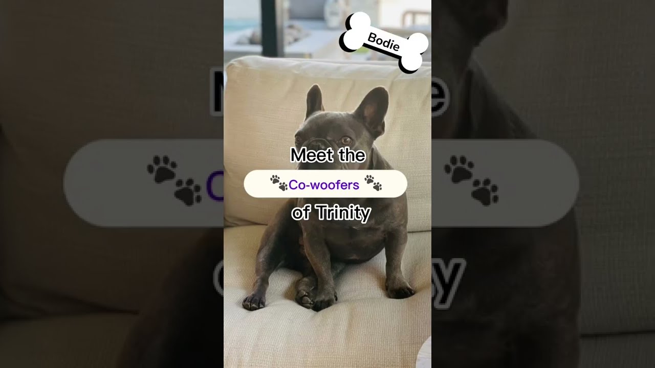 Paws up! Meet Trinity's Co-woofers this National Dog Day #shorts #nationaldogday #dogshorts #dogs