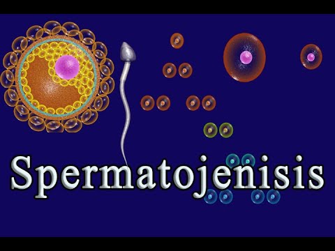 spermatogensis/ fertilization/ pregnancy