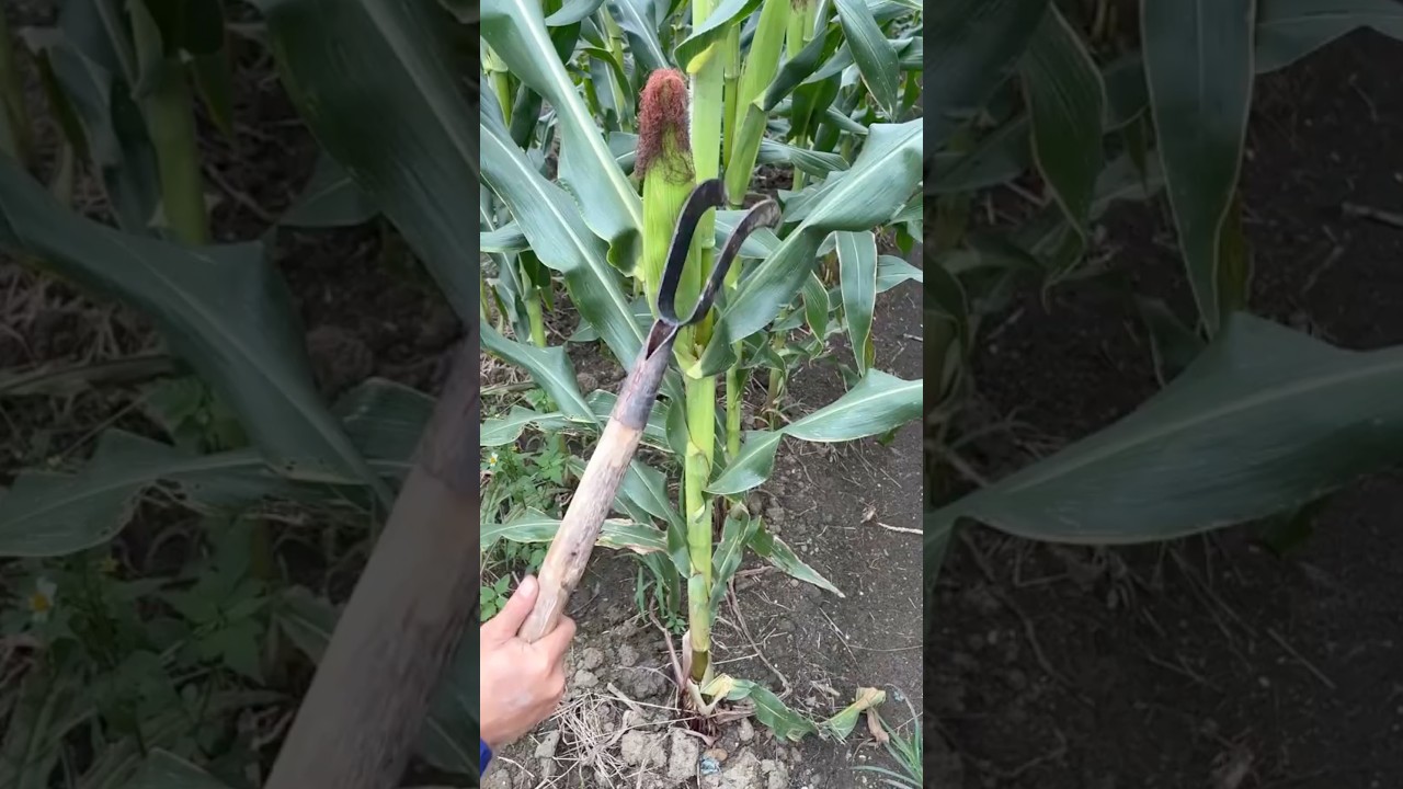 Pruning Lower Corn Leaves Technique #farmingtech @HappyFarm85