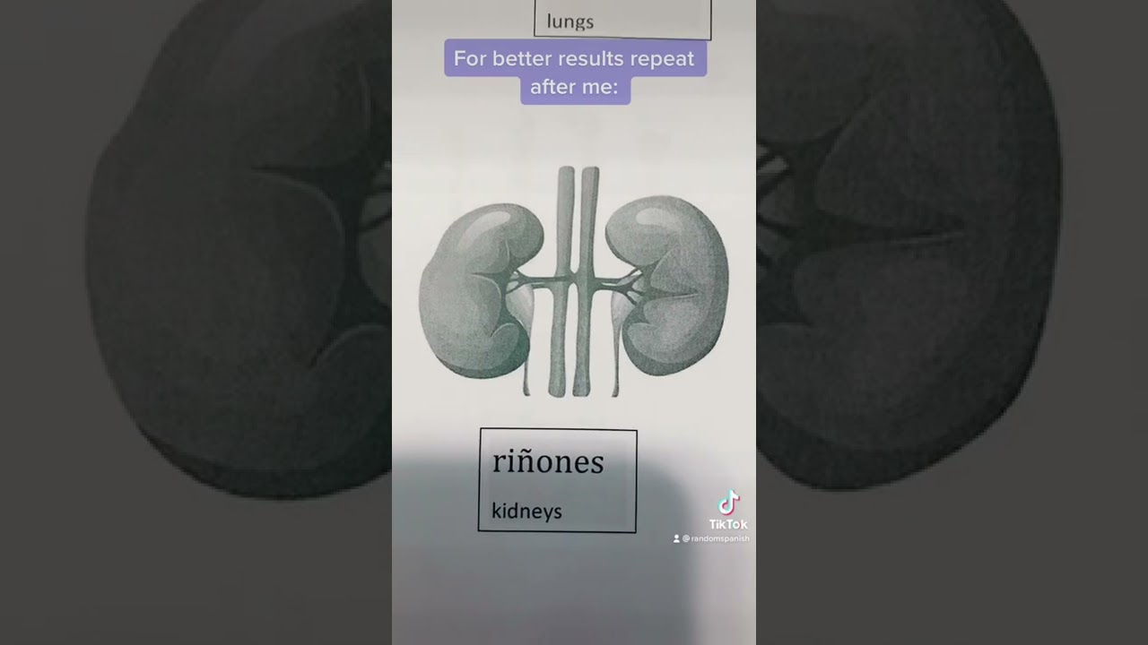 Spanish vocab: human organs