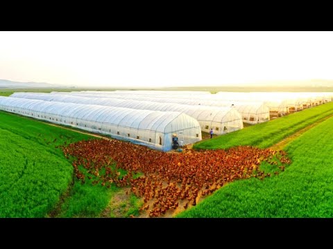 How To French Farms Raise MILLIONS of Free Range Chickens & Harvest Billion of Eggs? Chicken Farm