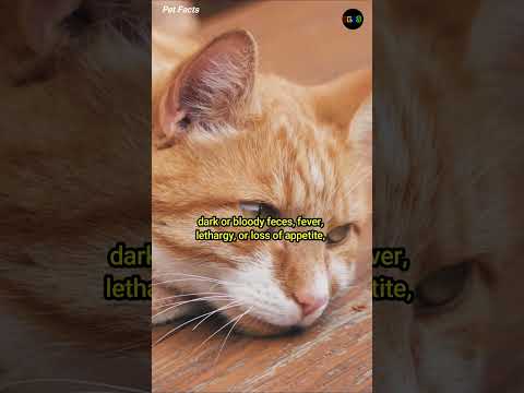 Cat Problems and Health Issues, causes, symptoms, and treatments: Diarrhea in cats,