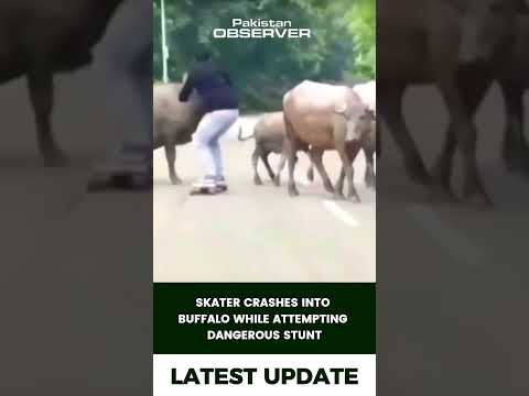 Skateboarder CRASHES Into Buffalo While Dodging Herd | Pakistan Observer