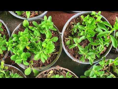 Ethical, Responsible, Sustainable Stevia