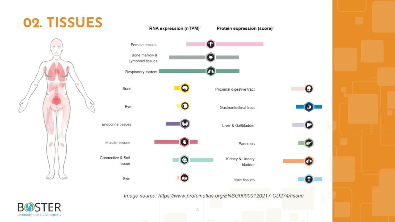 Learn PD-L1 in 3 minutes | Programmed cell death 1 ligand 1, CD274, B7-H1