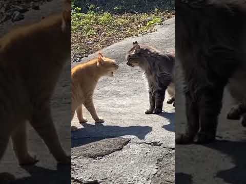Cat Fight Sounds#shorts