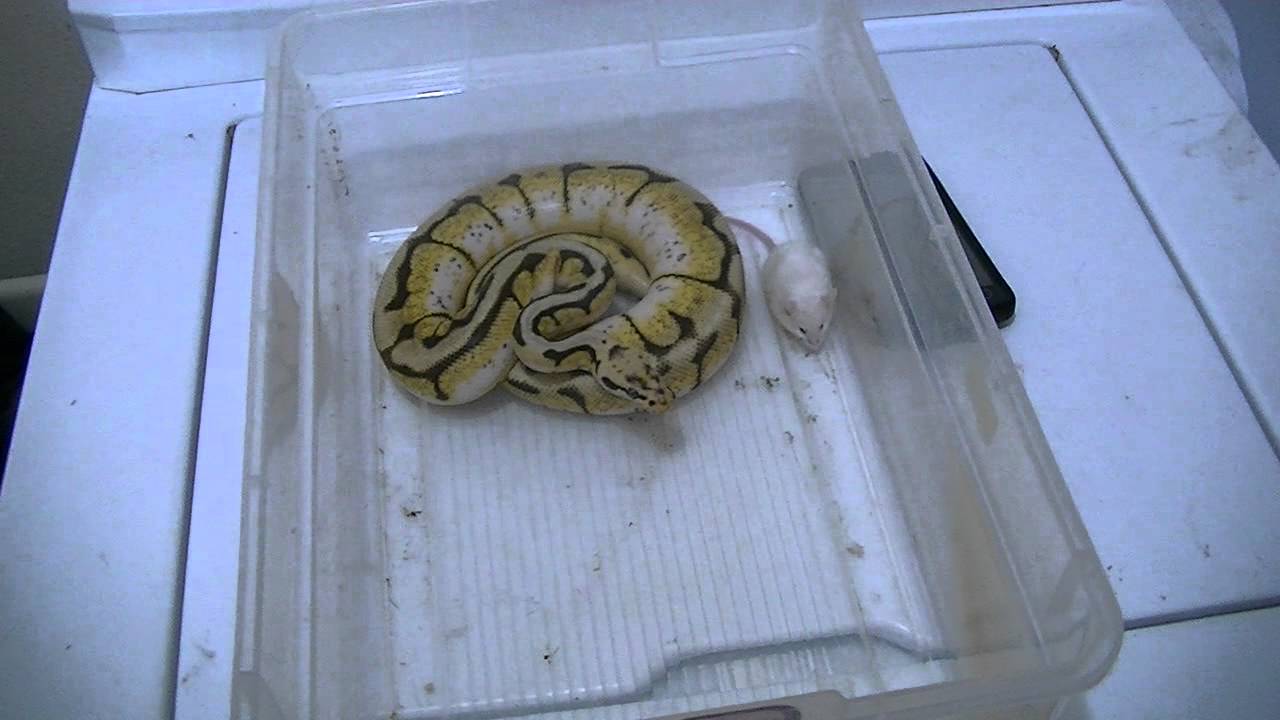 bumblebee ball python feeding and red phase hypo and sandfire bearded dragon show