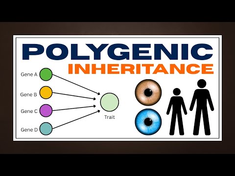 Polygenic Inheritance Explained | A-Level Biology | Traits, Examples & Environmental Impact