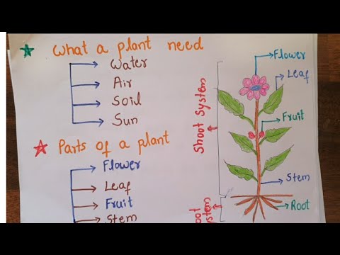 learn Basic information on plants | what is plant | parts of plants