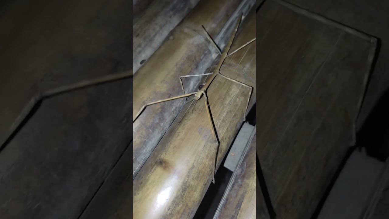 Stick Insect dancing at night