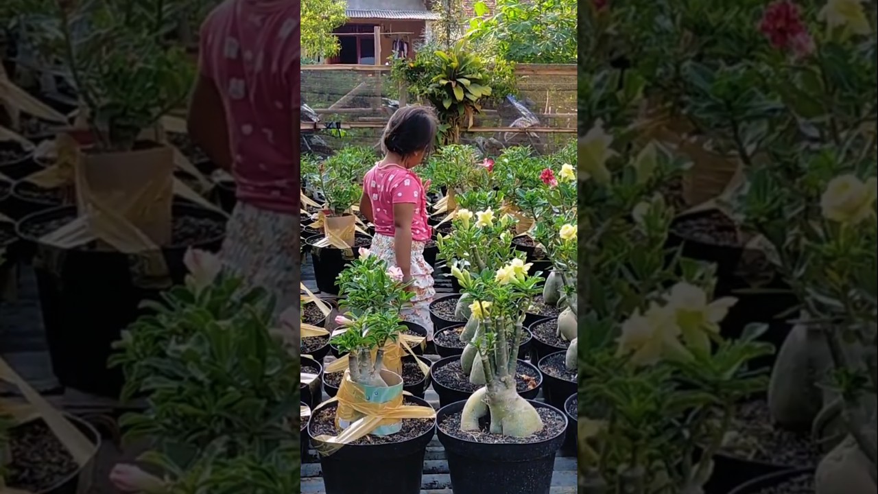 Rachman Nursery Still on the path of adenium, boss....Thank you all my friends #adenium