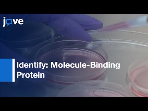 Live-cell Photoaffinity Labeling:Binding Proteins (Native Environment)