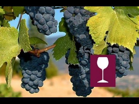 What is Merlot?
